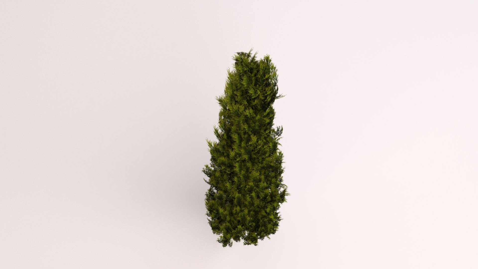3D Italian Cypress Model - TurboSquid 1651787