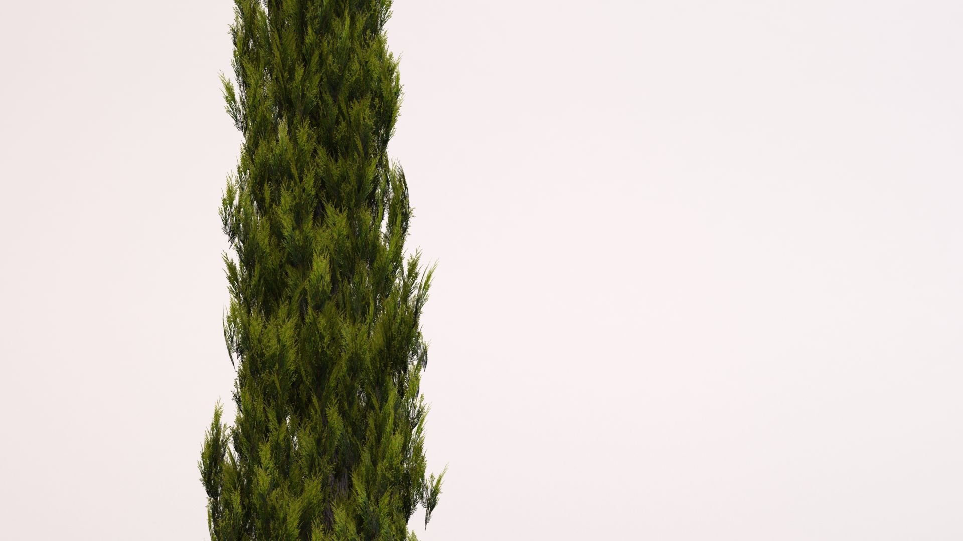 3D Italian Cypress Model - TurboSquid 1651787