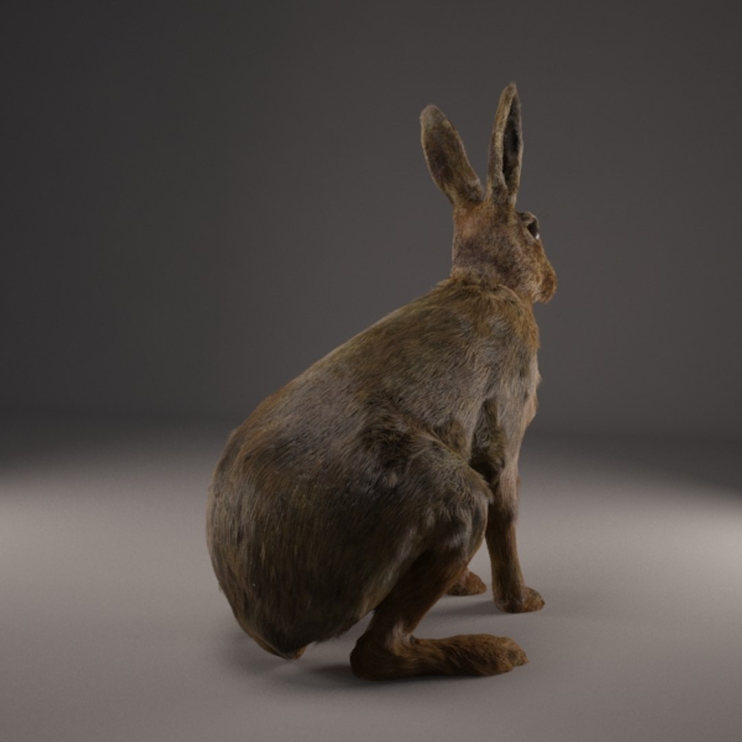 Realistic Hare X