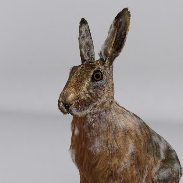 realistic hare x