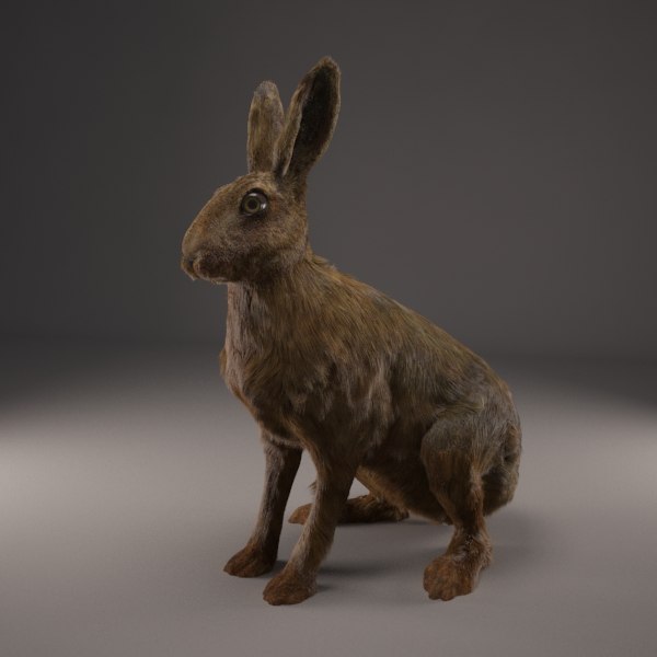 realistic hare x