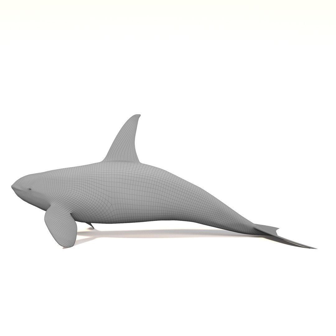 Ceramic Orca 3D Model - TurboSquid 1894549