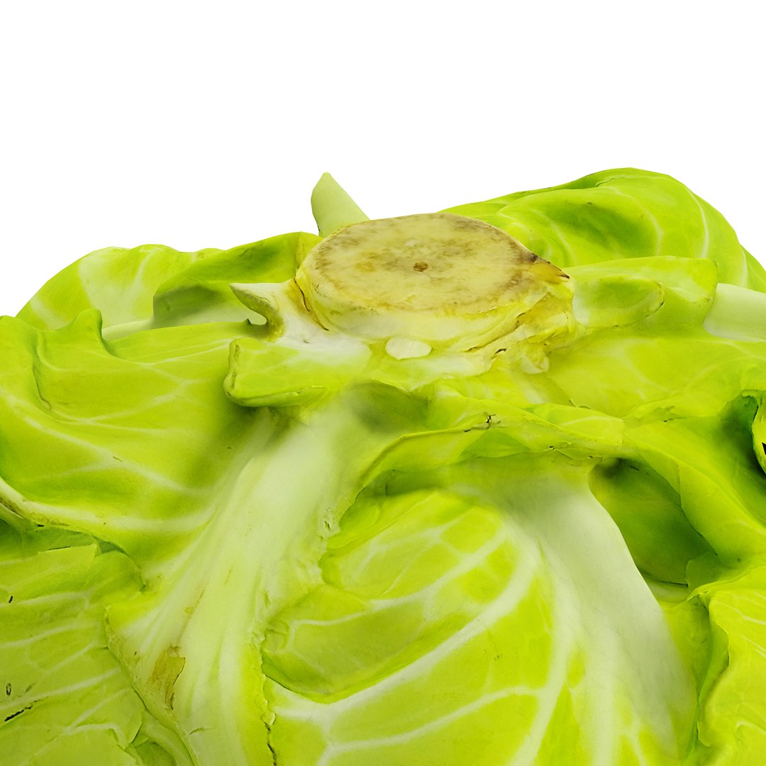 Cabbage 3D Model - TurboSquid 2056489