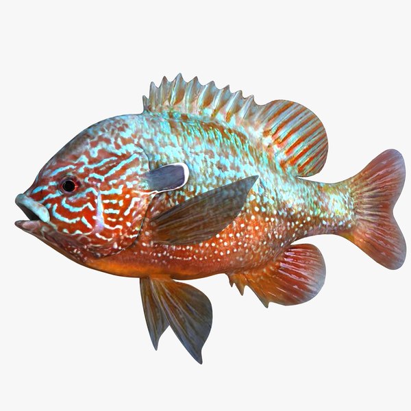 Realistic longear sunfish 3D model - TurboSquid 1576445