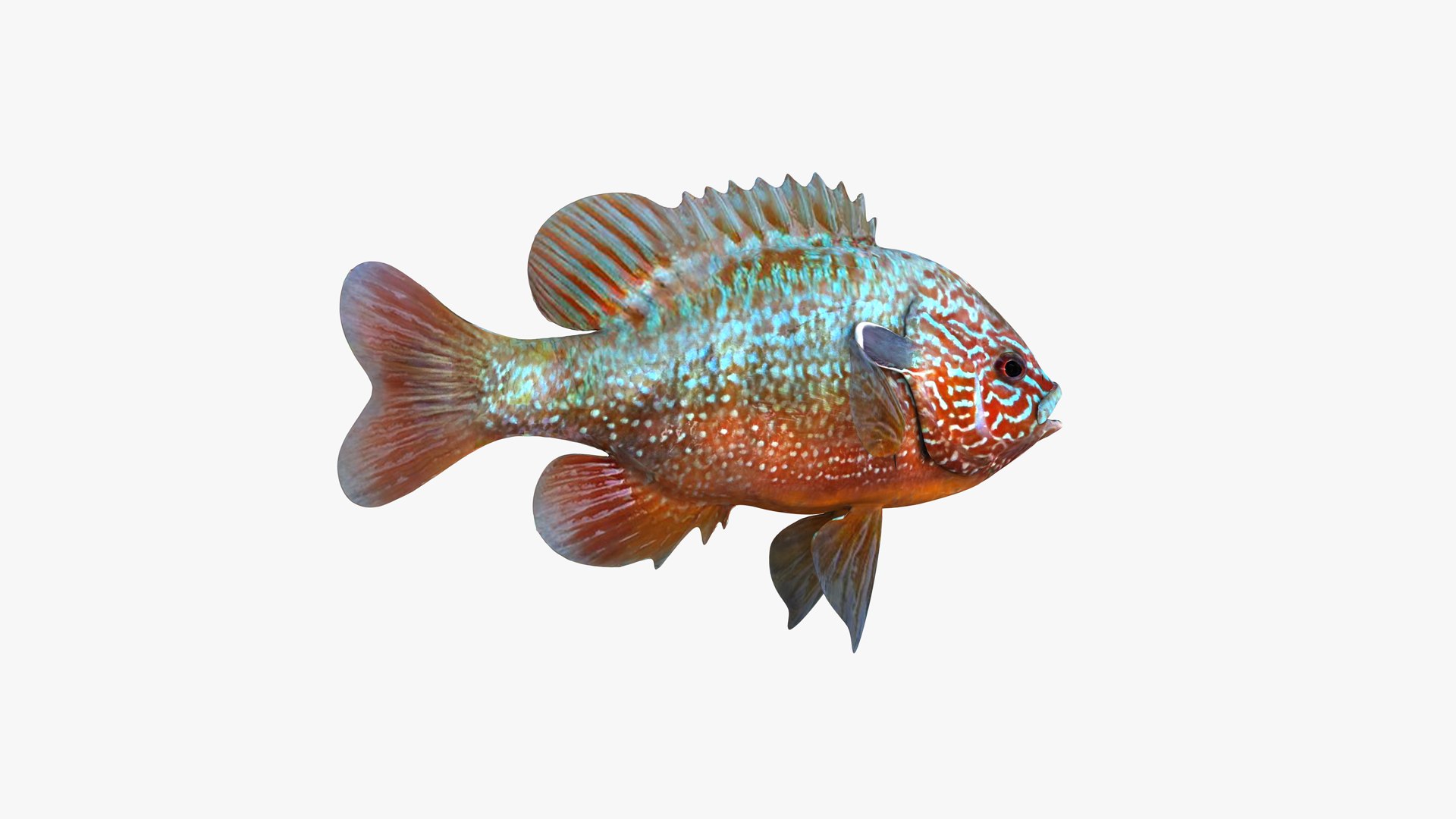 Realistic Longear Sunfish 3D Model - TurboSquid 1576445