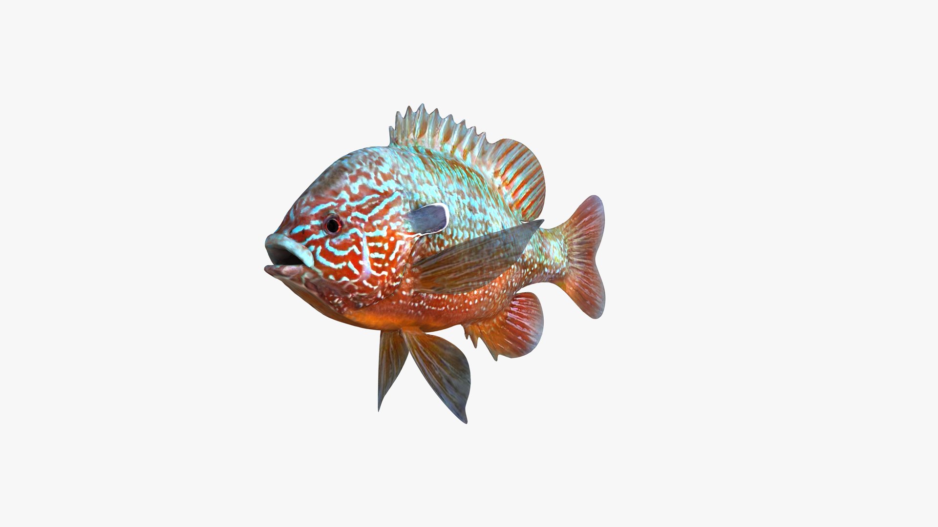 Realistic Longear Sunfish 3D Model - TurboSquid 1576445