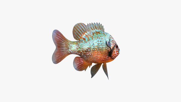 Realistic longear sunfish 3D model - TurboSquid 1576445