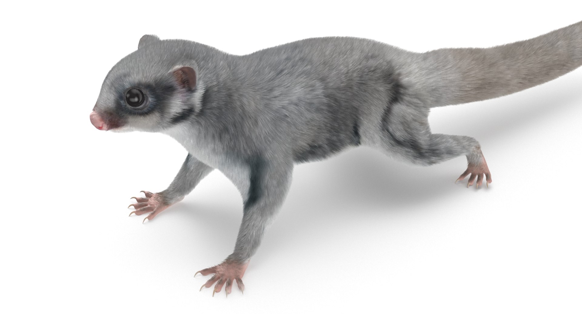 Ringtail Sugar Glider