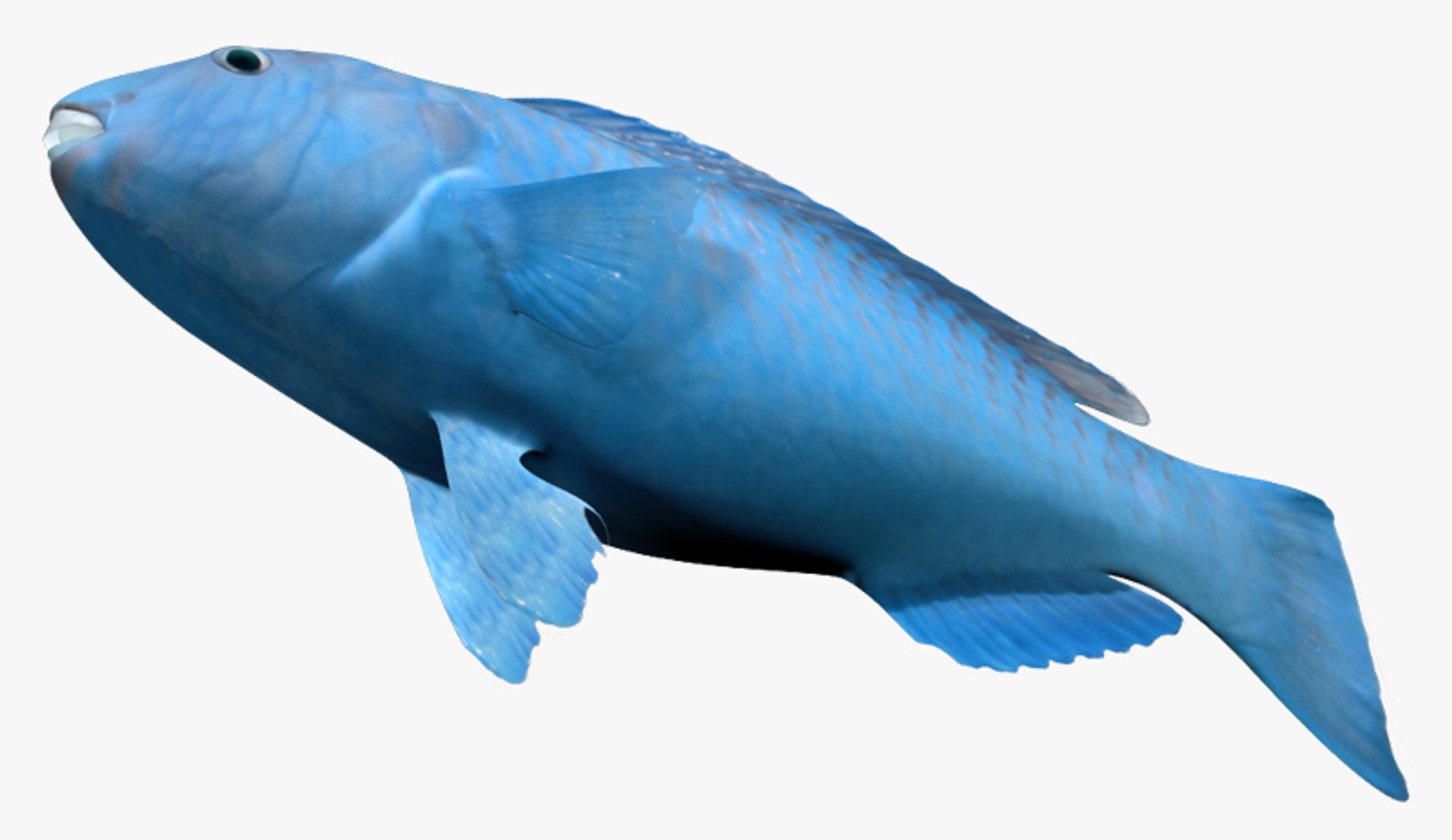 blue parrotfish fbx