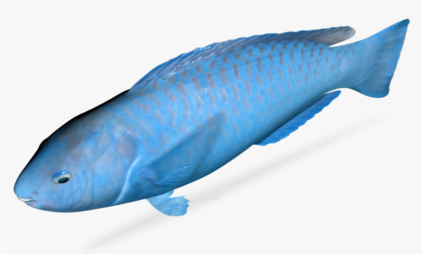 blue parrotfish fbx