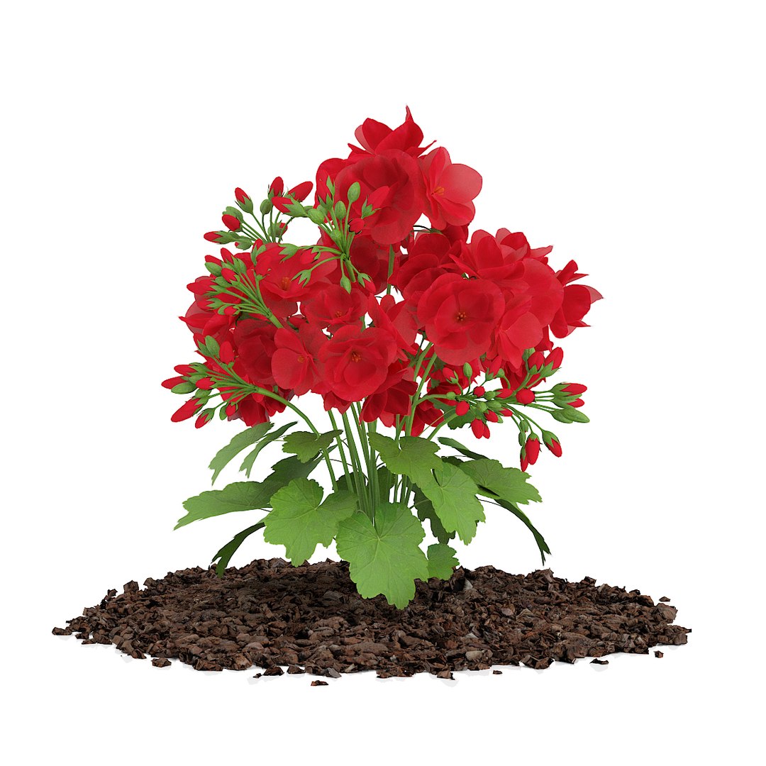Geranium Caespitosum 3d Model