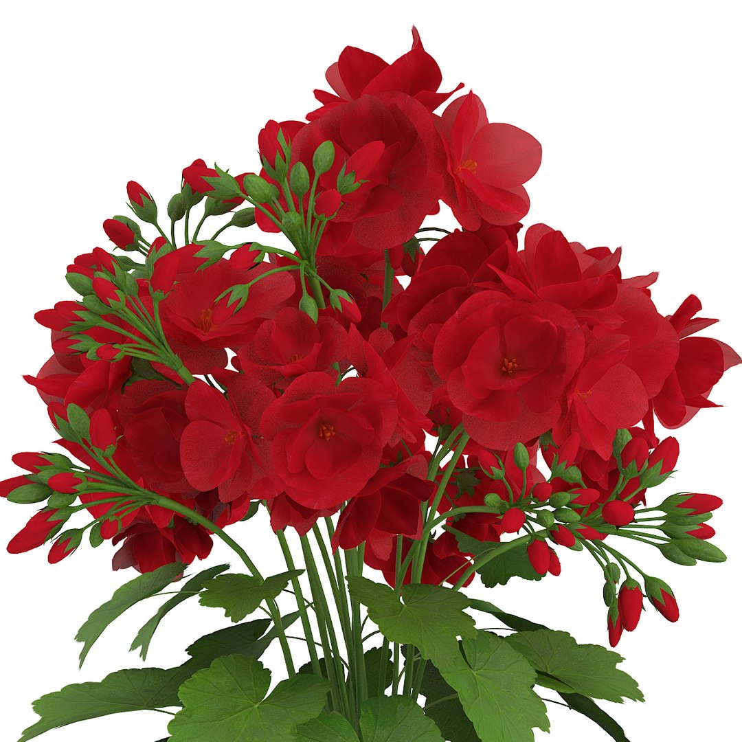 Geranium Caespitosum 3d Model