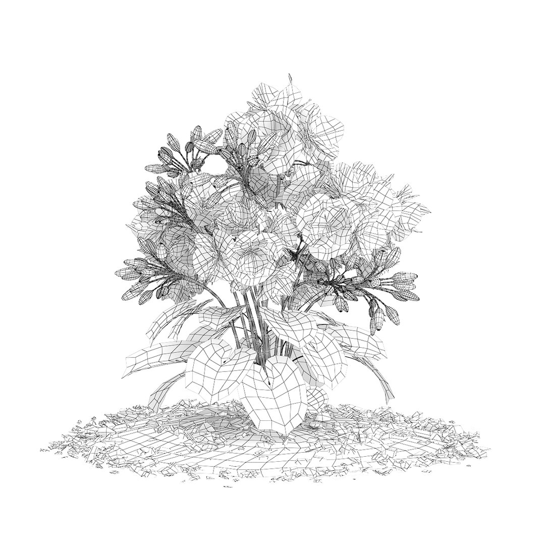 Geranium Caespitosum 3d Model