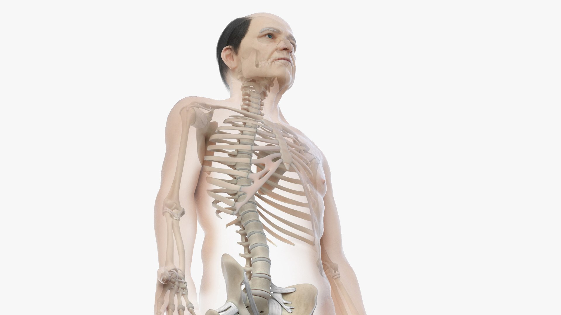 Skin Elder Male Skeleton 3D Model - TurboSquid 1436038