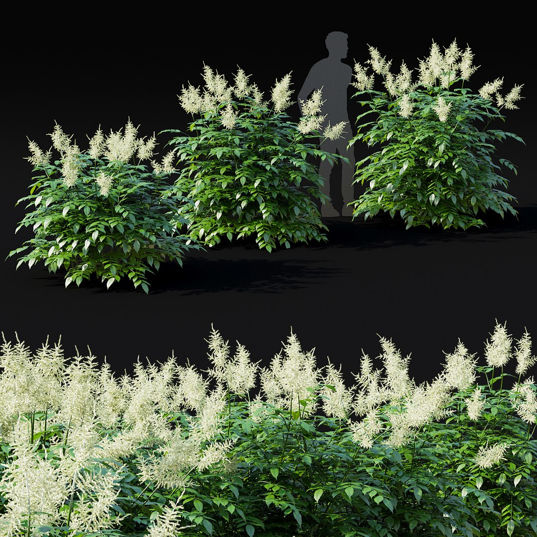 Aruncus dioicus flower 3D model - TurboSquid 1902182