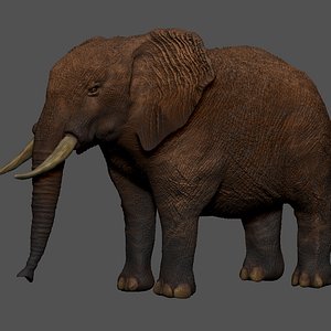 Elephant Zbrush 3D Models for Download | TurboSquid