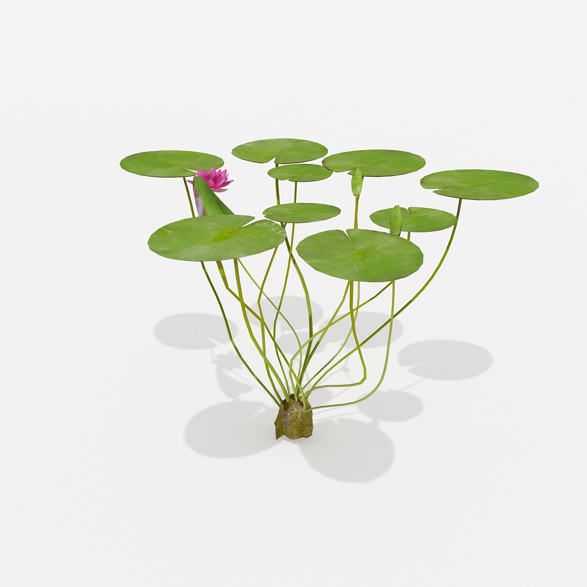 3d model water lily