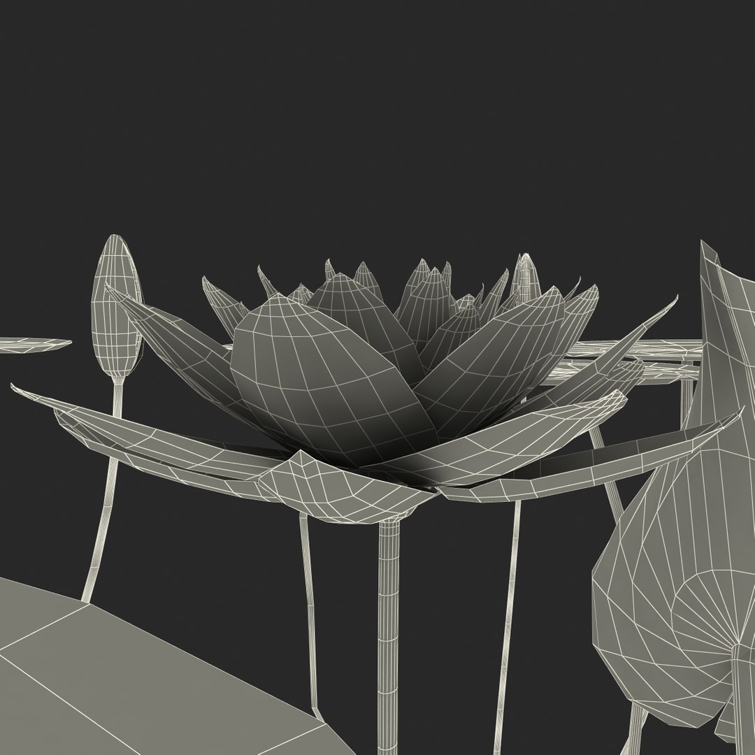 3d Model Water Lily