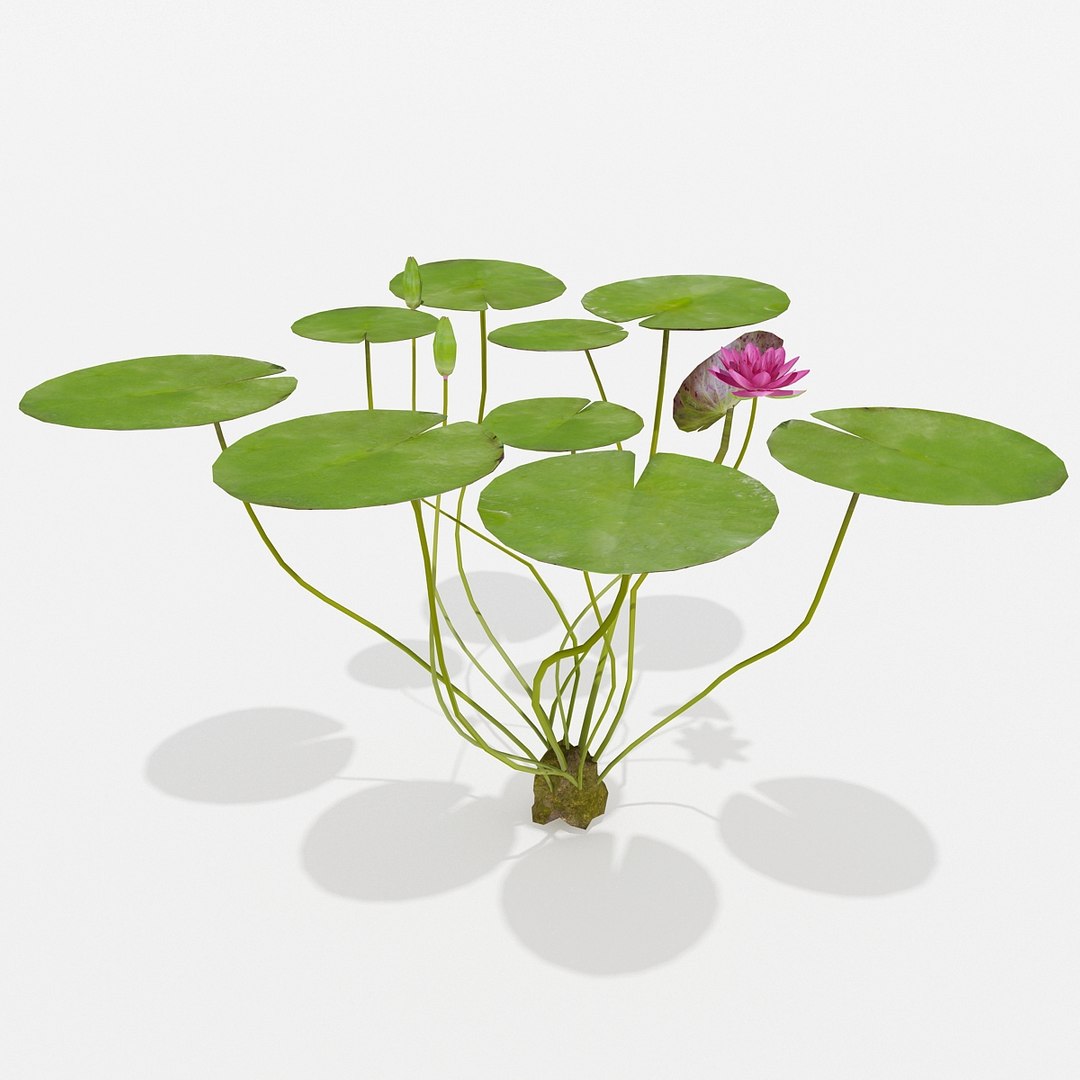 3d Model Water Lily