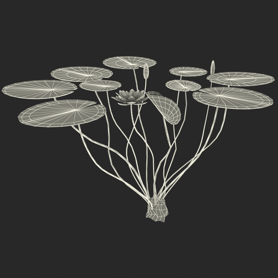 3d model water lily