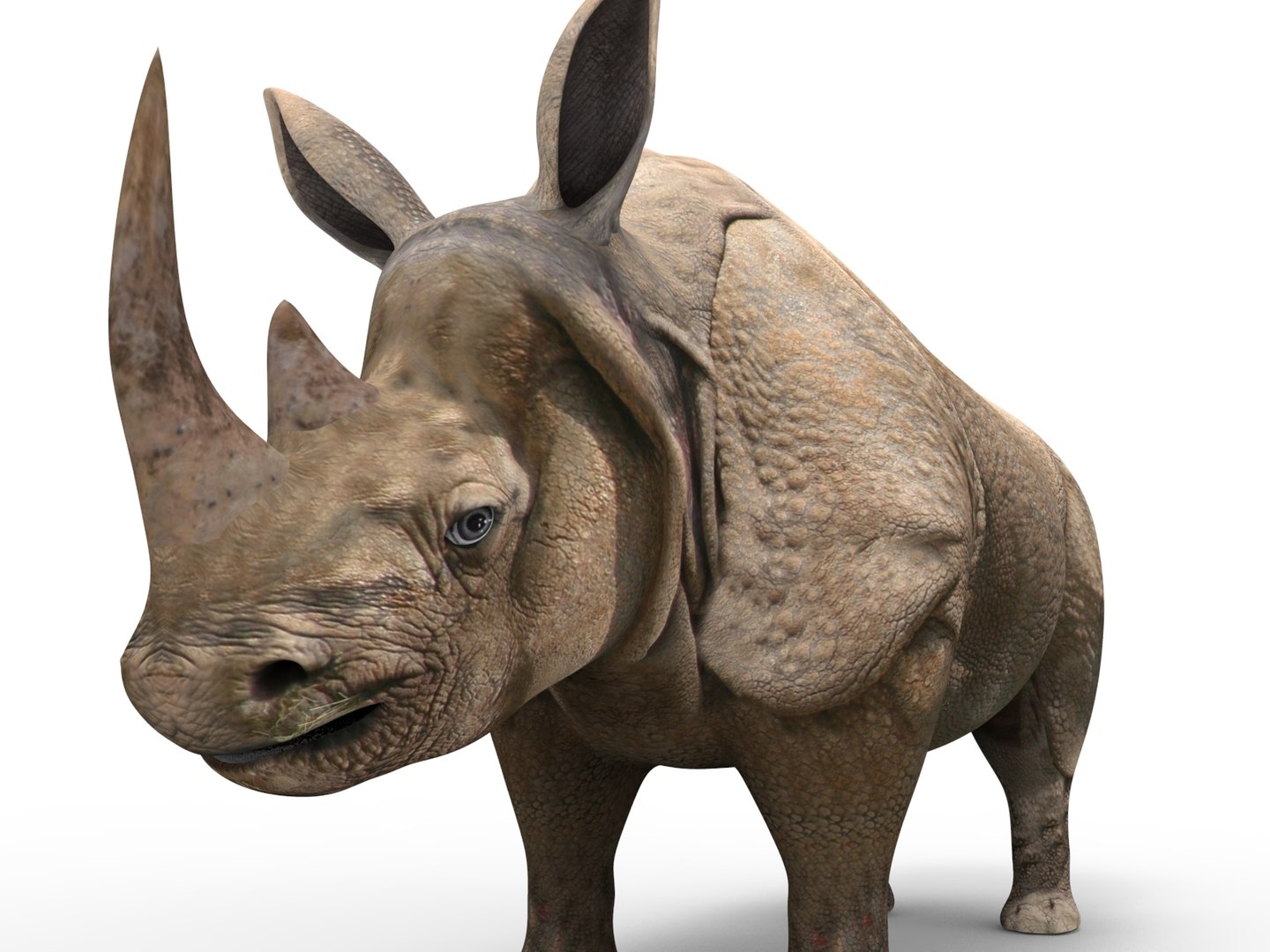 3D Realistic Rhino Rigged Animation - TurboSquid 1271268