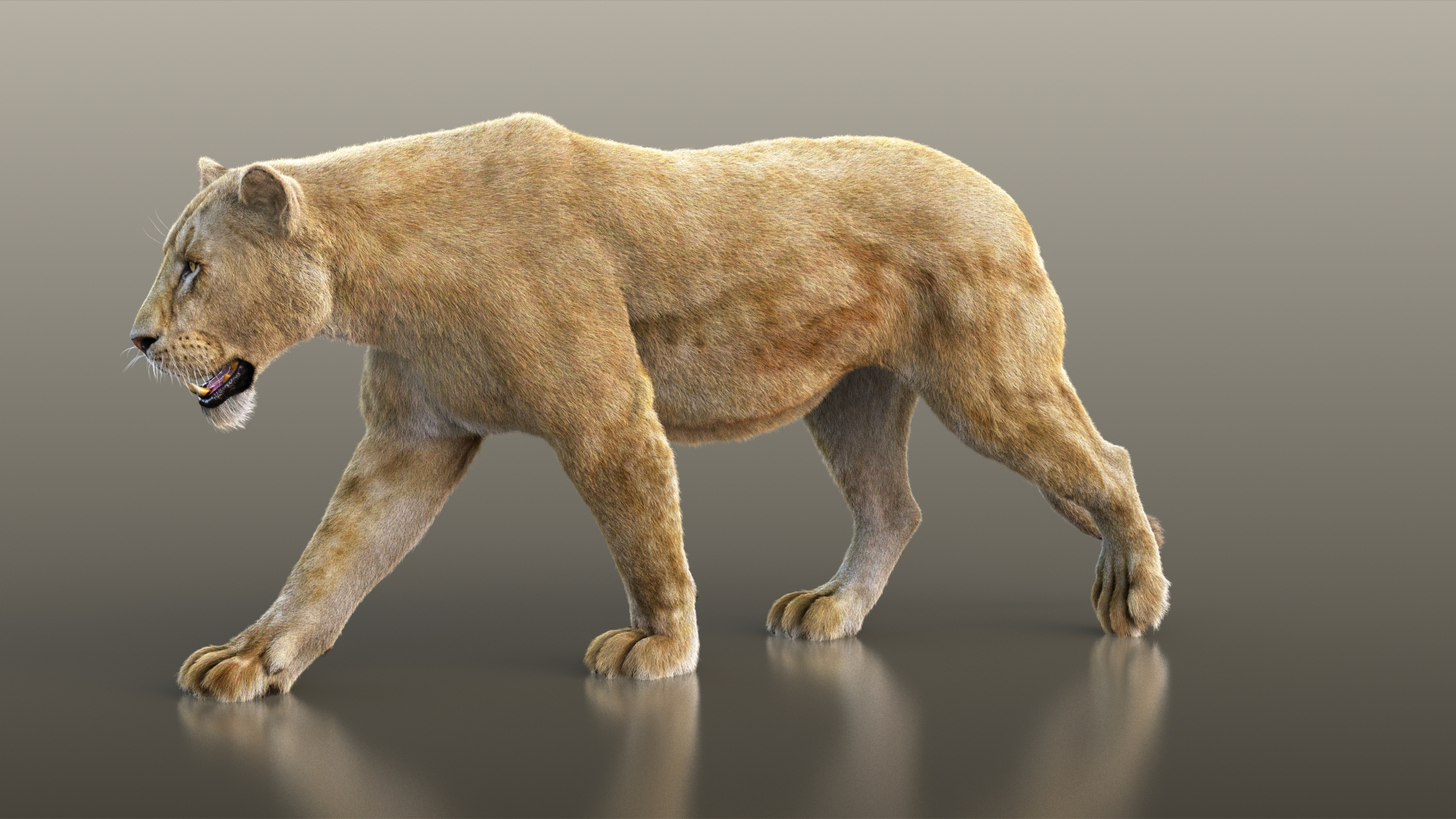 Lioness RIG XGEN-CORE 3D Model - TurboSquid 2363003
