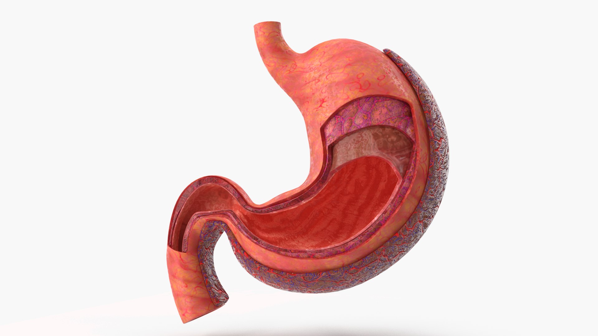 3D Stomach Anatomy V02 - TurboSquid 1753283