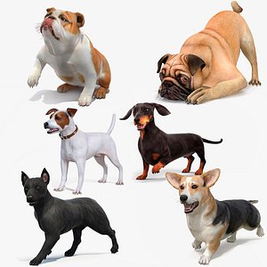 Rigged Jack Russell Terrier 3D Models For Download | TurboSquid