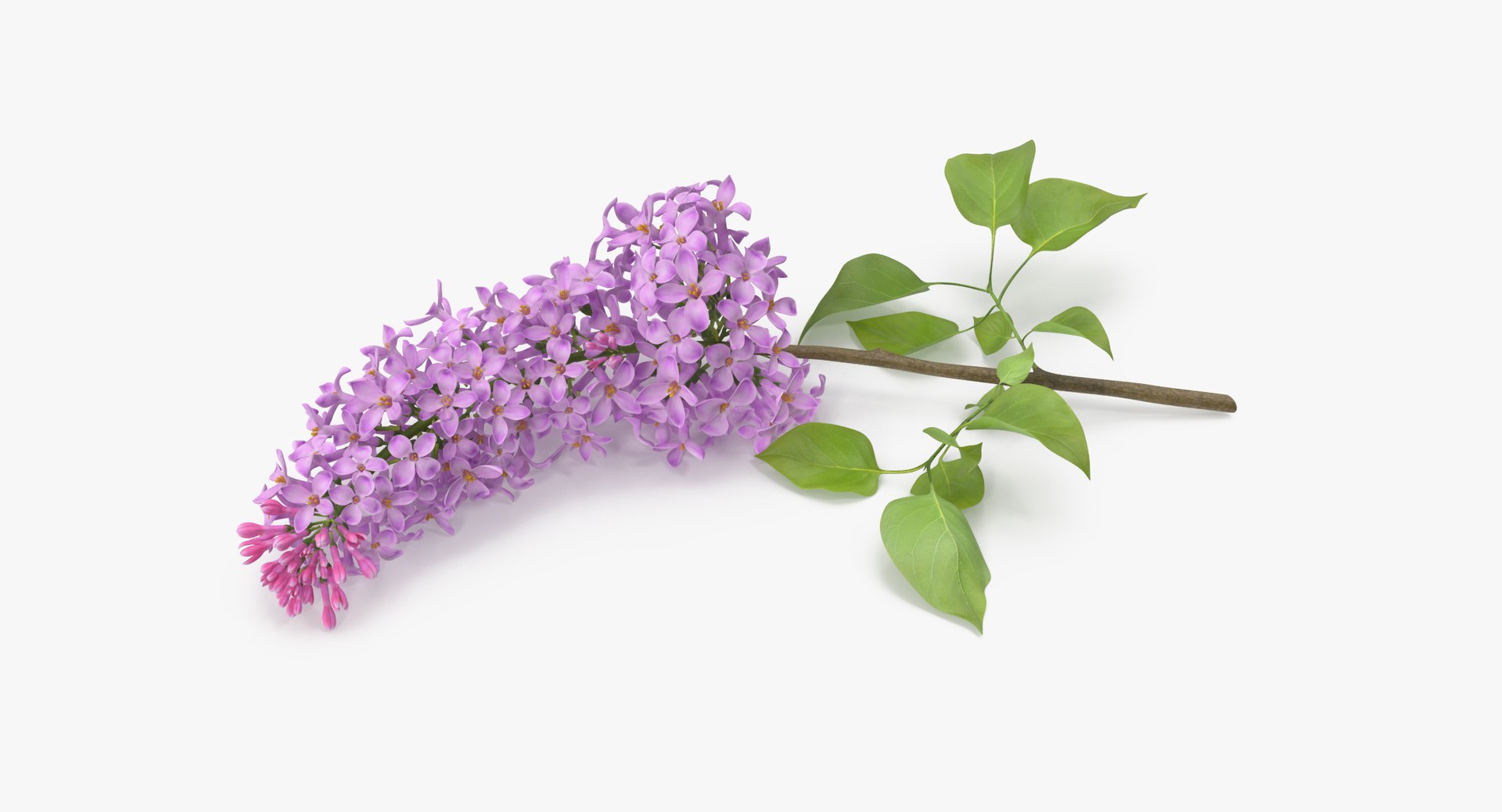 Lilac - 3d C4d
