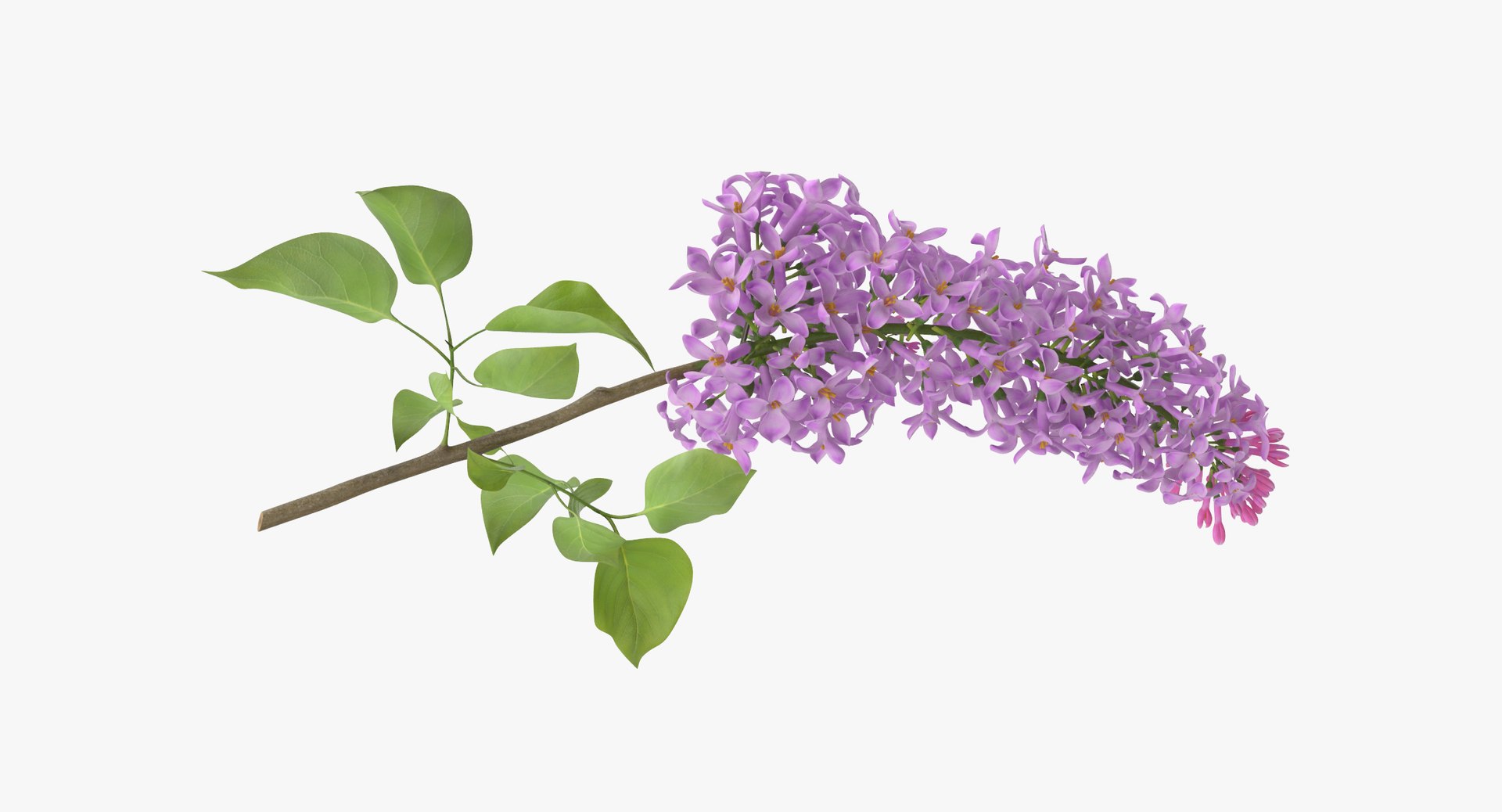 Lilac - 3d C4d