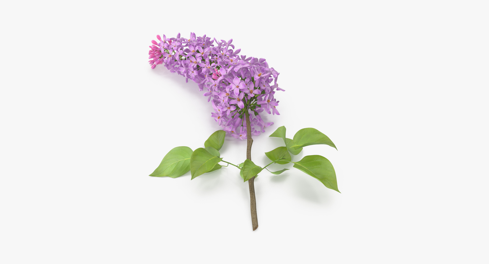Lilac - 3d C4d