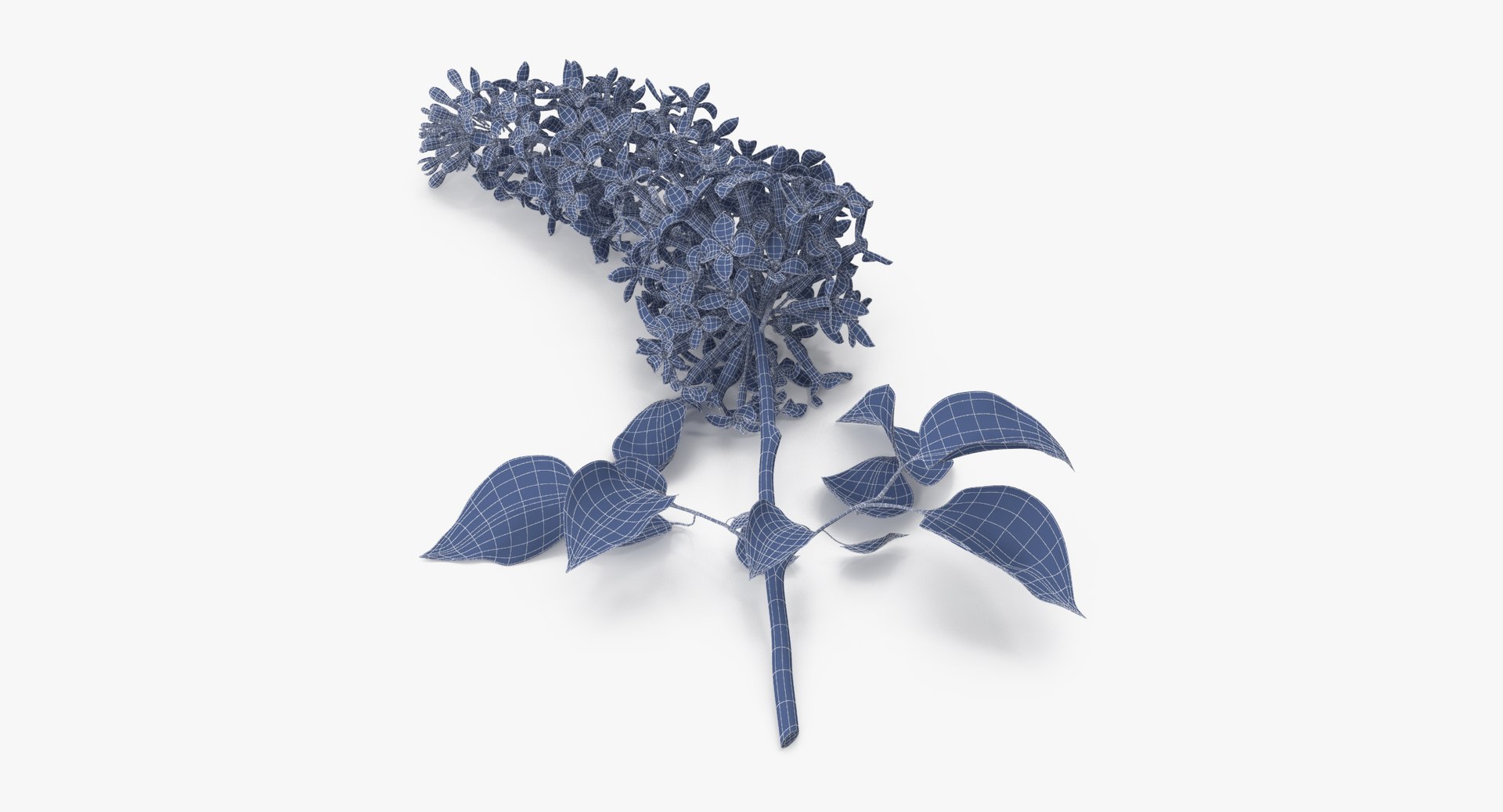 Lilac - 3d C4d