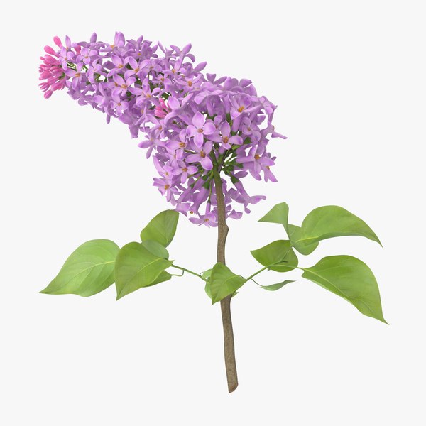3D Lilac Models | TurboSquid