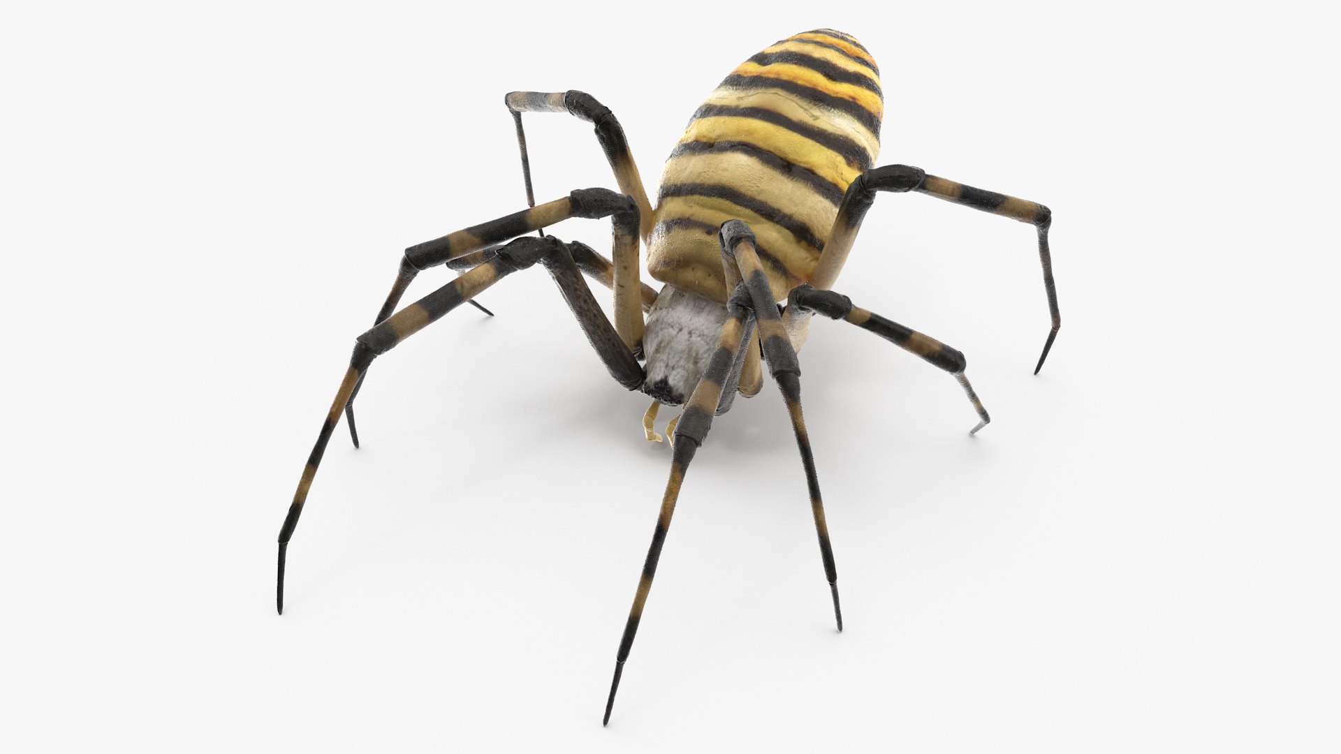 Argiope Trifasciata Spider Rigged for Modo 3D model - TurboSquid 1966180