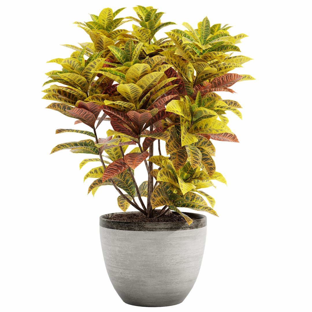 Croton plants -03 3D model - TurboSquid 1957856