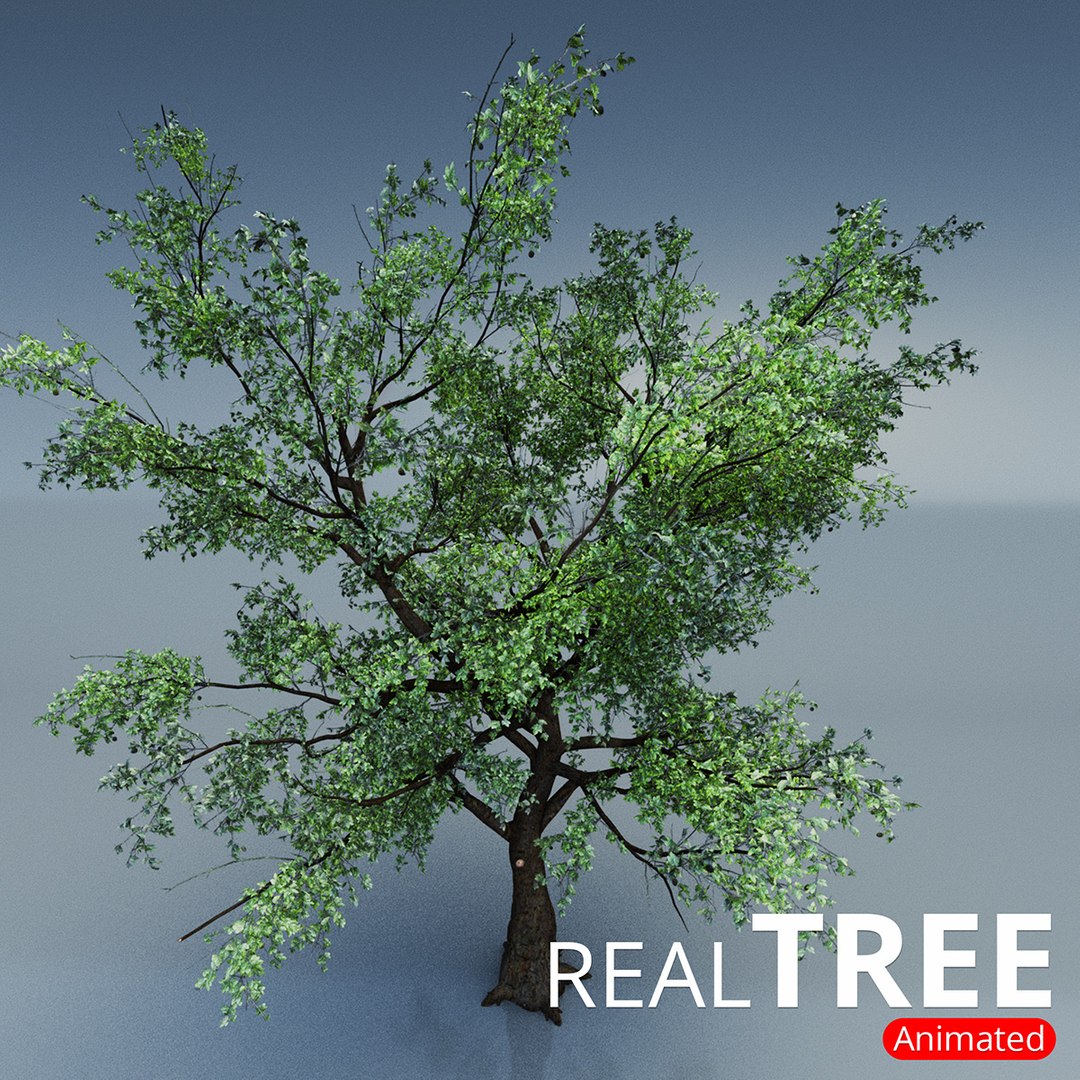 3D Model Ash Tree - TurboSquid 1240350