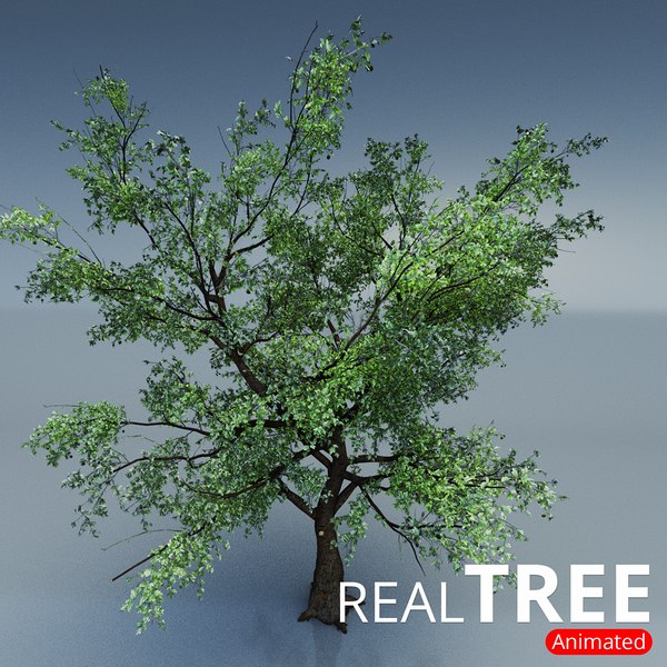 3D model ash tree - TurboSquid 1240350