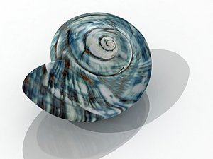 Nautilus Shell 3D Models for Download | TurboSquid