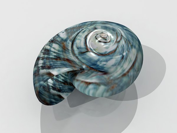 3d model seashell shell