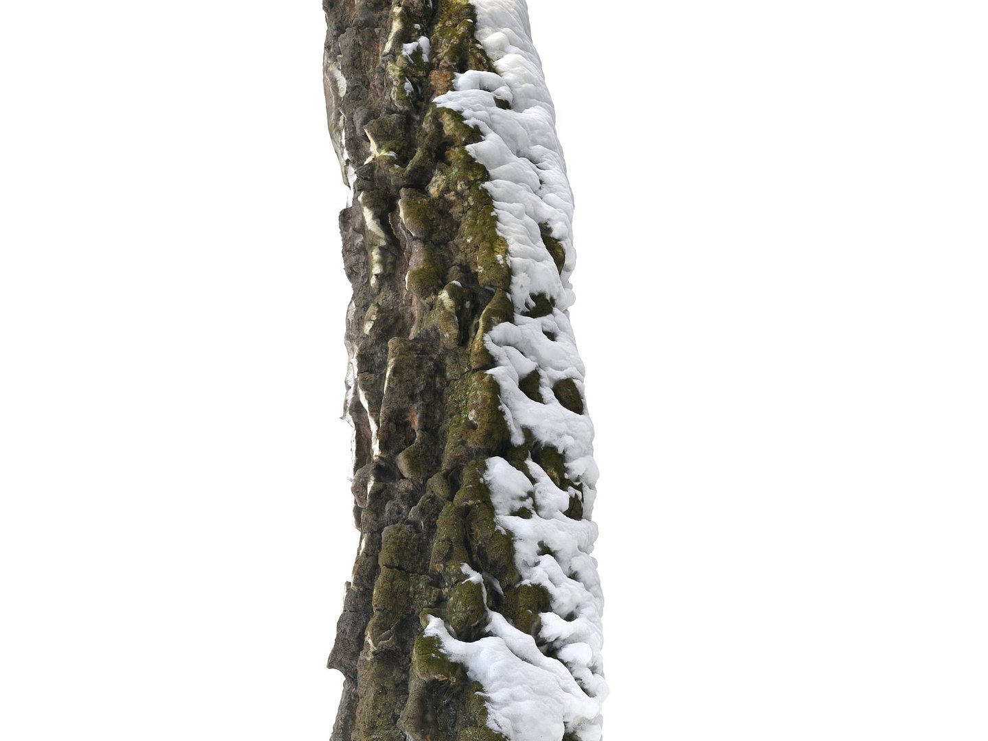 3D Bark Snow Tree 8k - TurboSquid 1262902