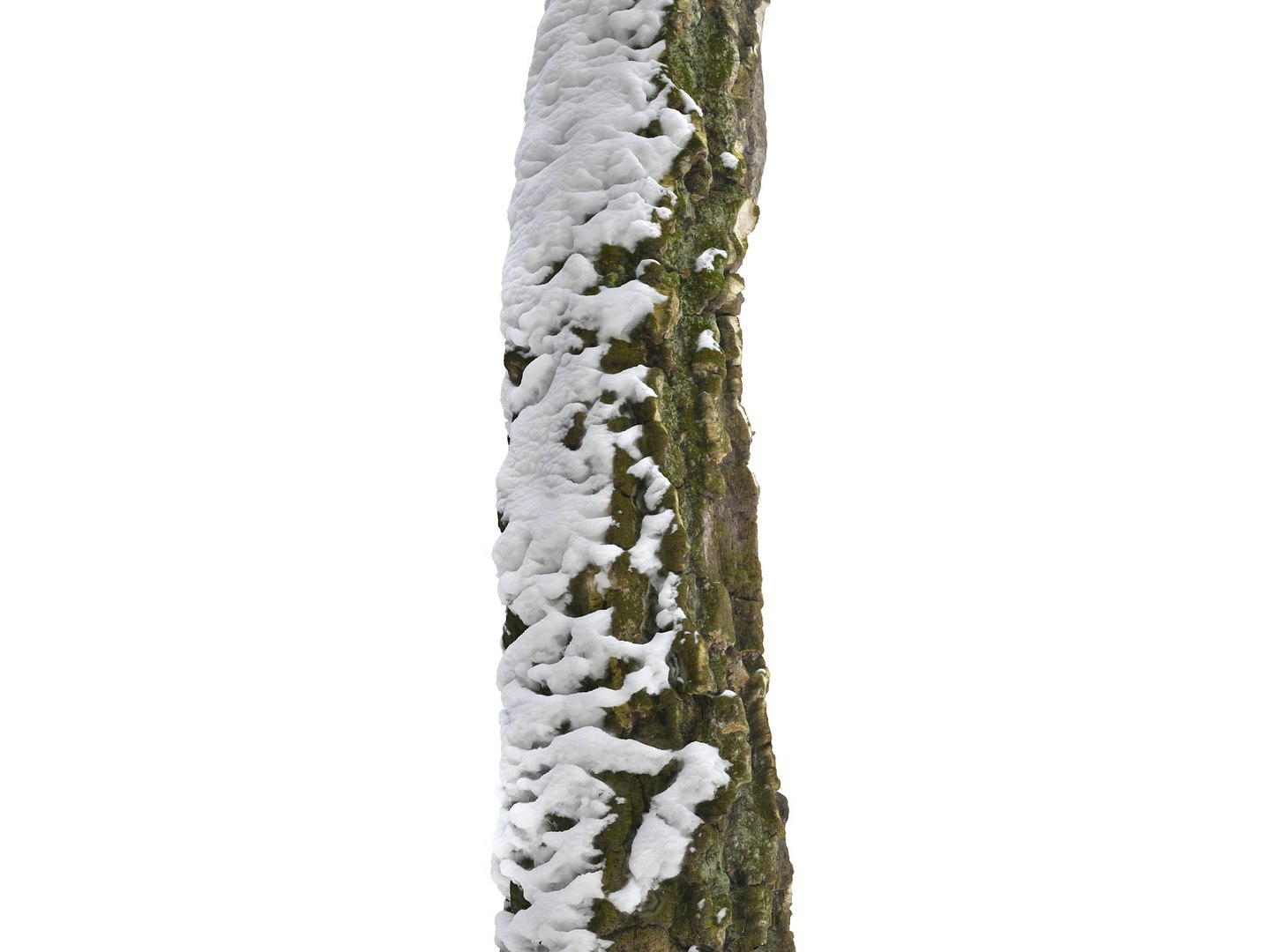 3D Bark Snow Tree 8k - TurboSquid 1262902