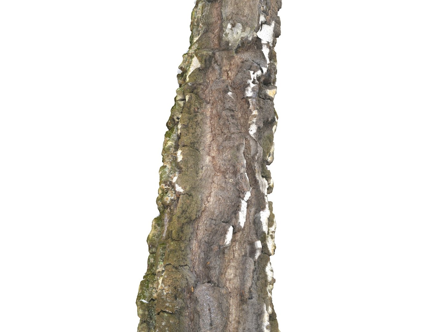 3D Bark Snow Tree 8k - TurboSquid 1262902