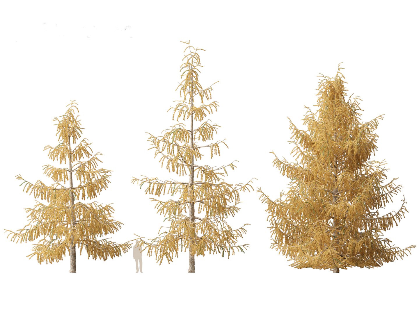 Larix decidua - European larch 3D model - TurboSquid 2131239