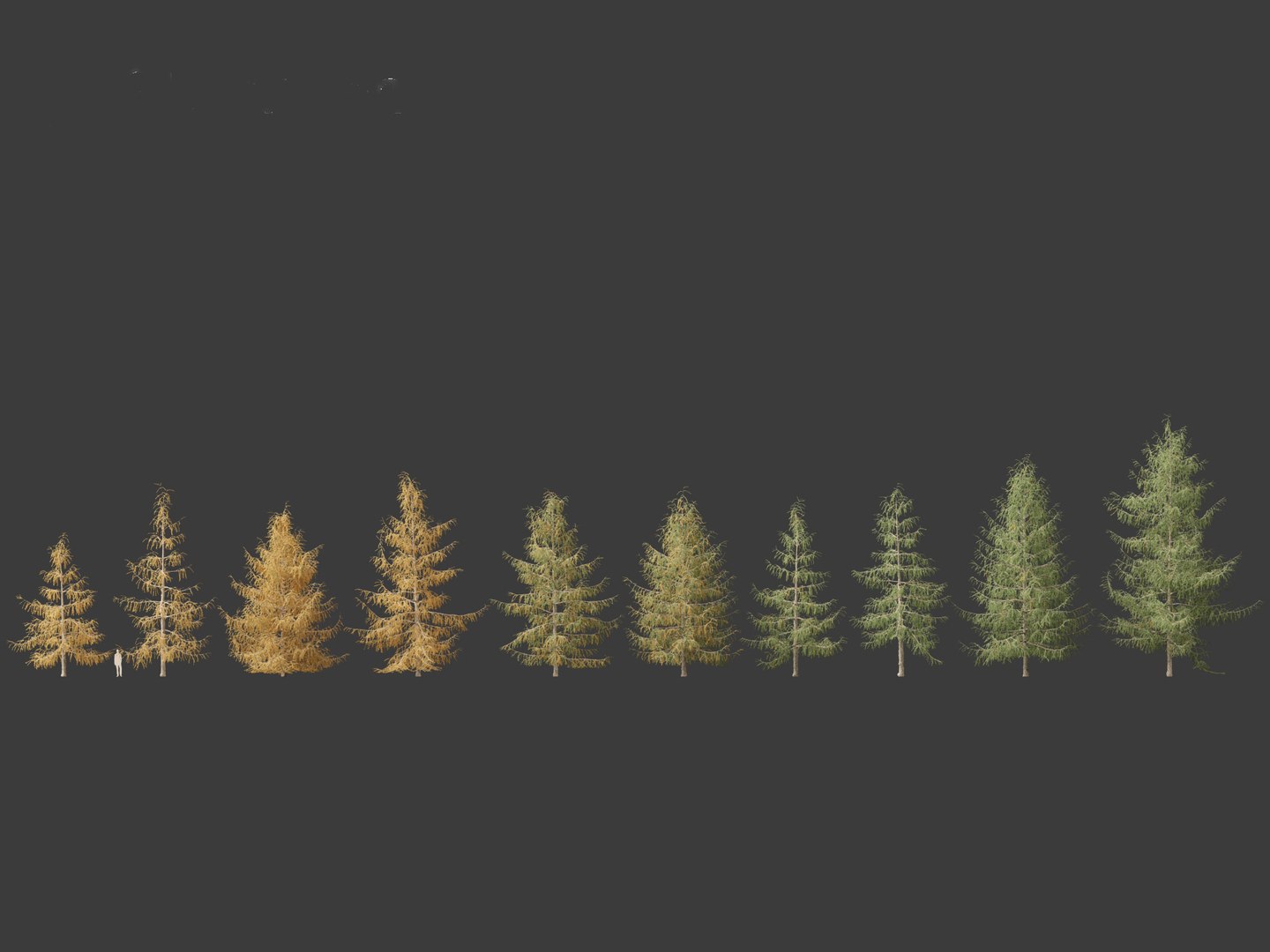 Larix decidua - European larch 3D model - TurboSquid 2131239