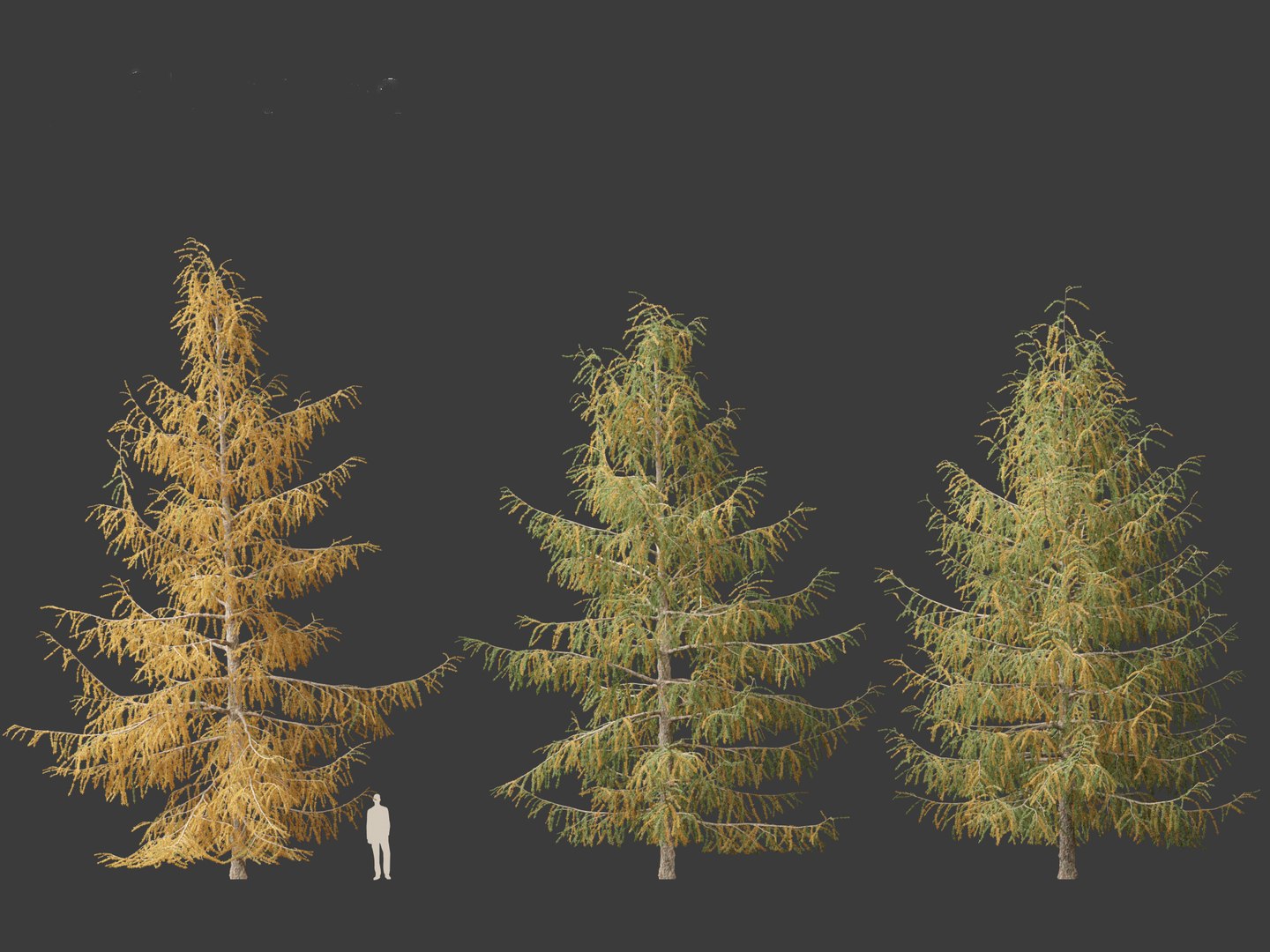 Larix decidua - European larch 3D model - TurboSquid 2131239