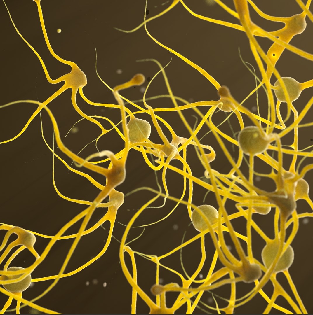 Neurons Doctor Model - TurboSquid 1468724