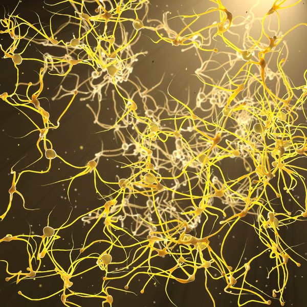 Synapse neuron 3D model - TurboSquid 1326126