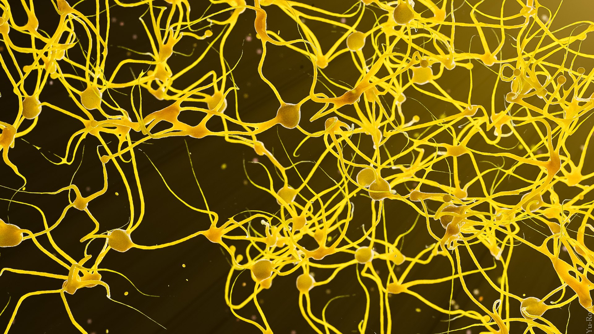 Neurons Doctor Model - TurboSquid 1468724