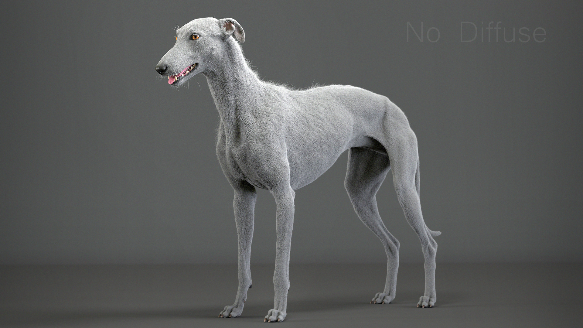 Realistic greyhound fur 3D model - TurboSquid 1545474