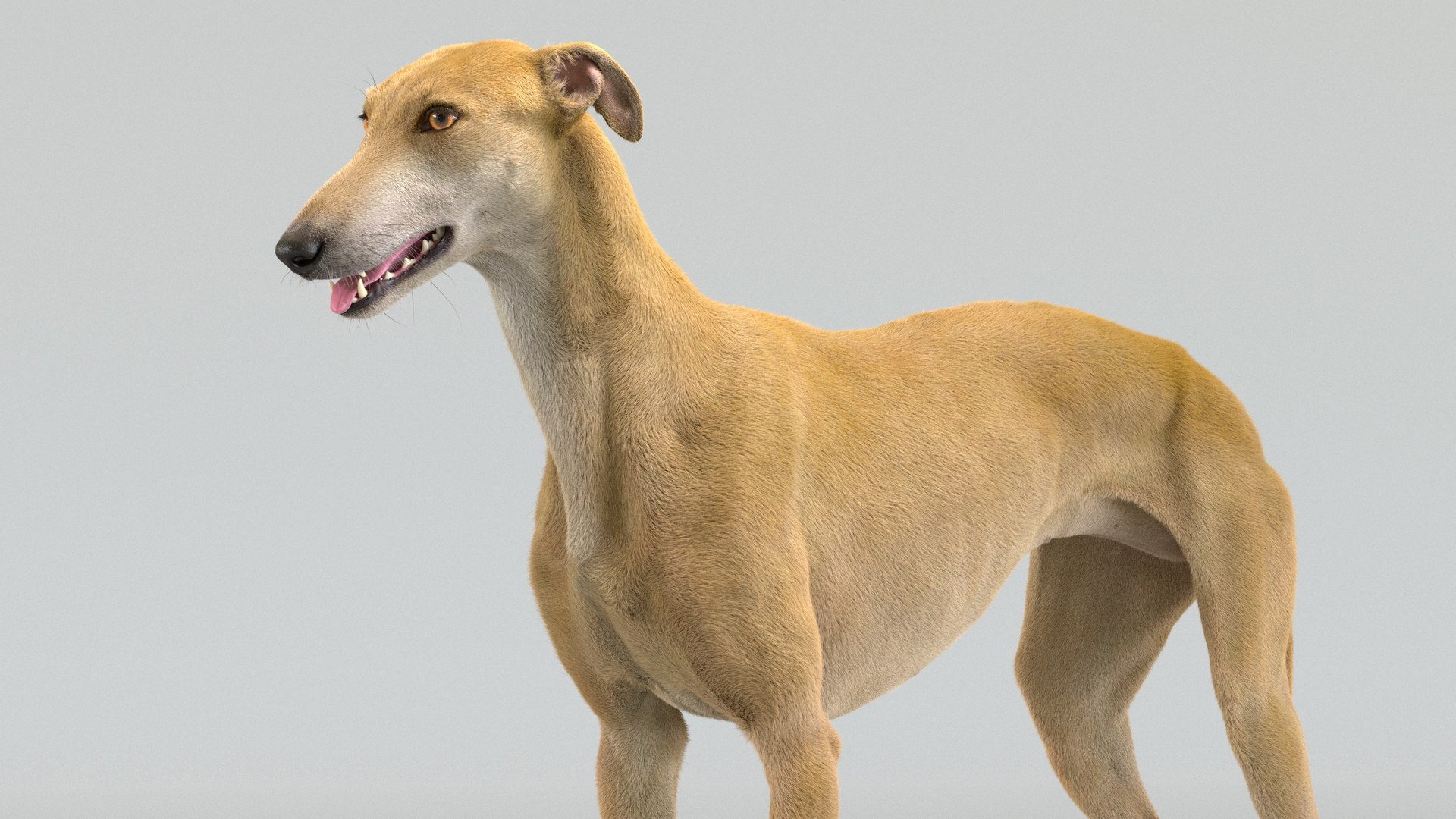 Realistic greyhound fur 3D model - TurboSquid 1545474